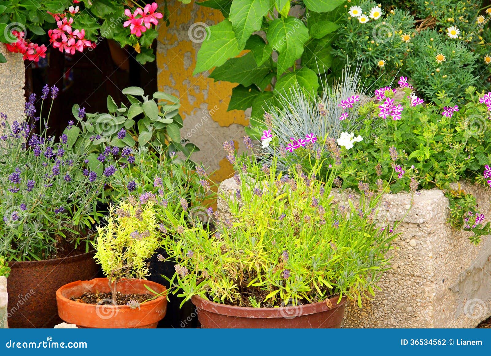 Lavender flower pot stock photo. Image of colorful, natural - 36534562