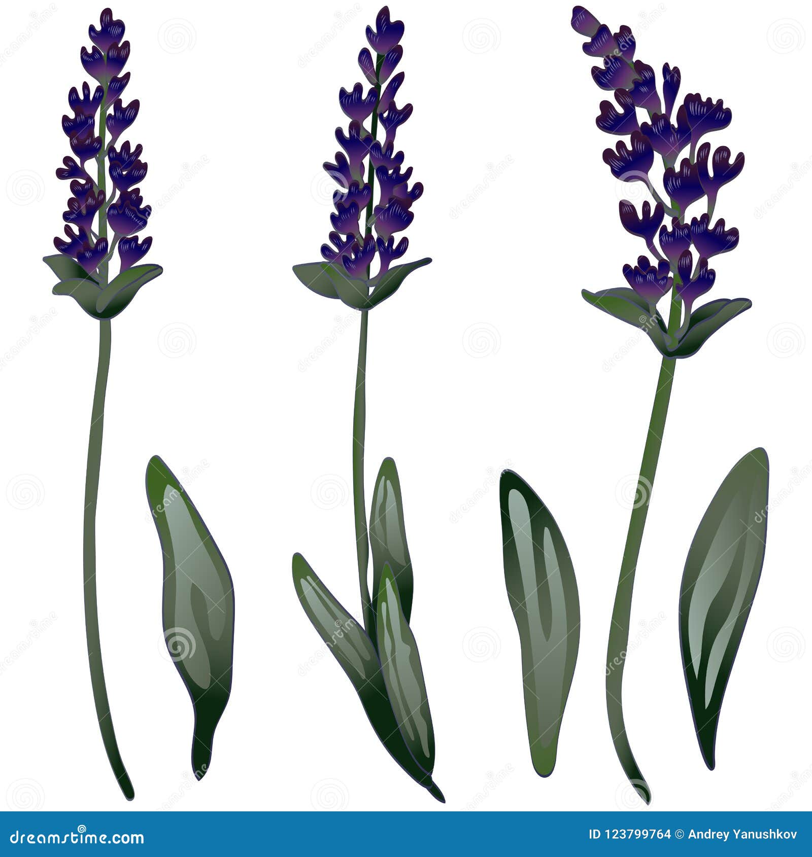 Lavender Flower in a Vector Style Isolated. Stock Vector - Illustration ...