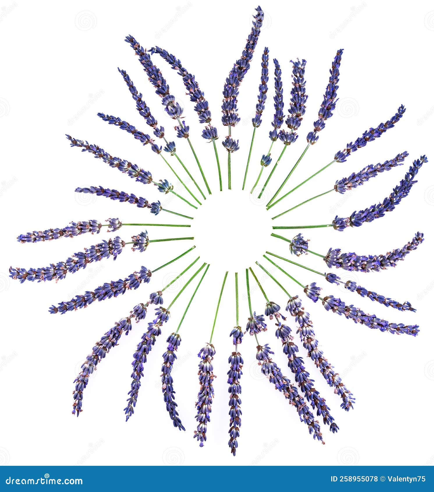 Lavender Flowers Arranged in Circle Isolated on White Background Stock ...
