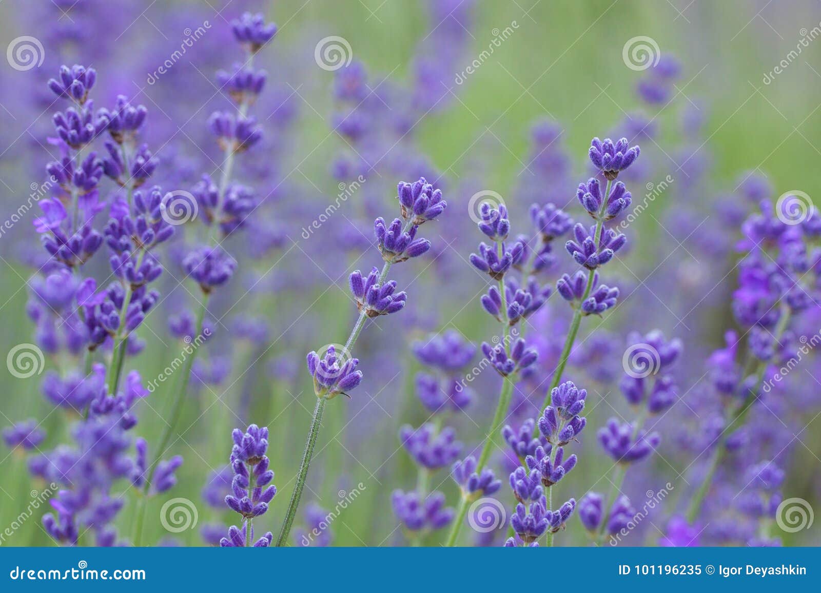 Lavender flowers in bloom stock image. Image of sprout - 101196235