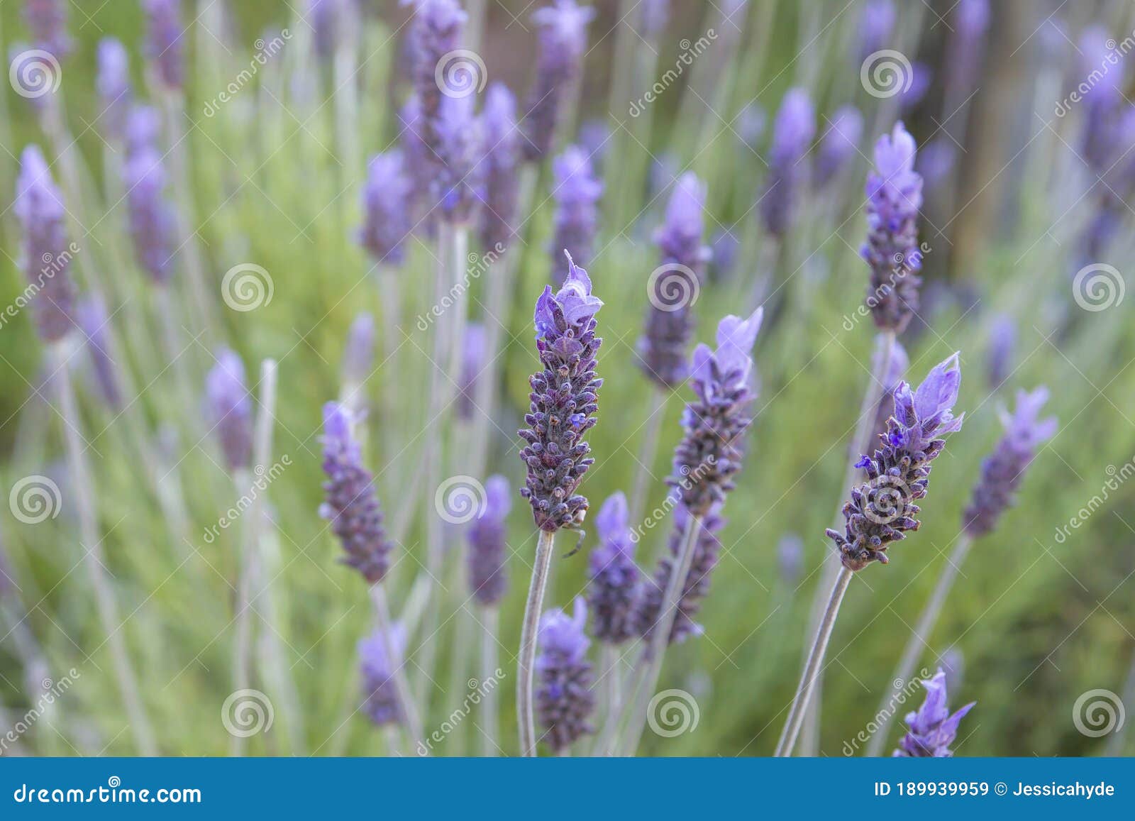 Lavender Flowers Blooming in Spring Stock Image - Image of copy ...