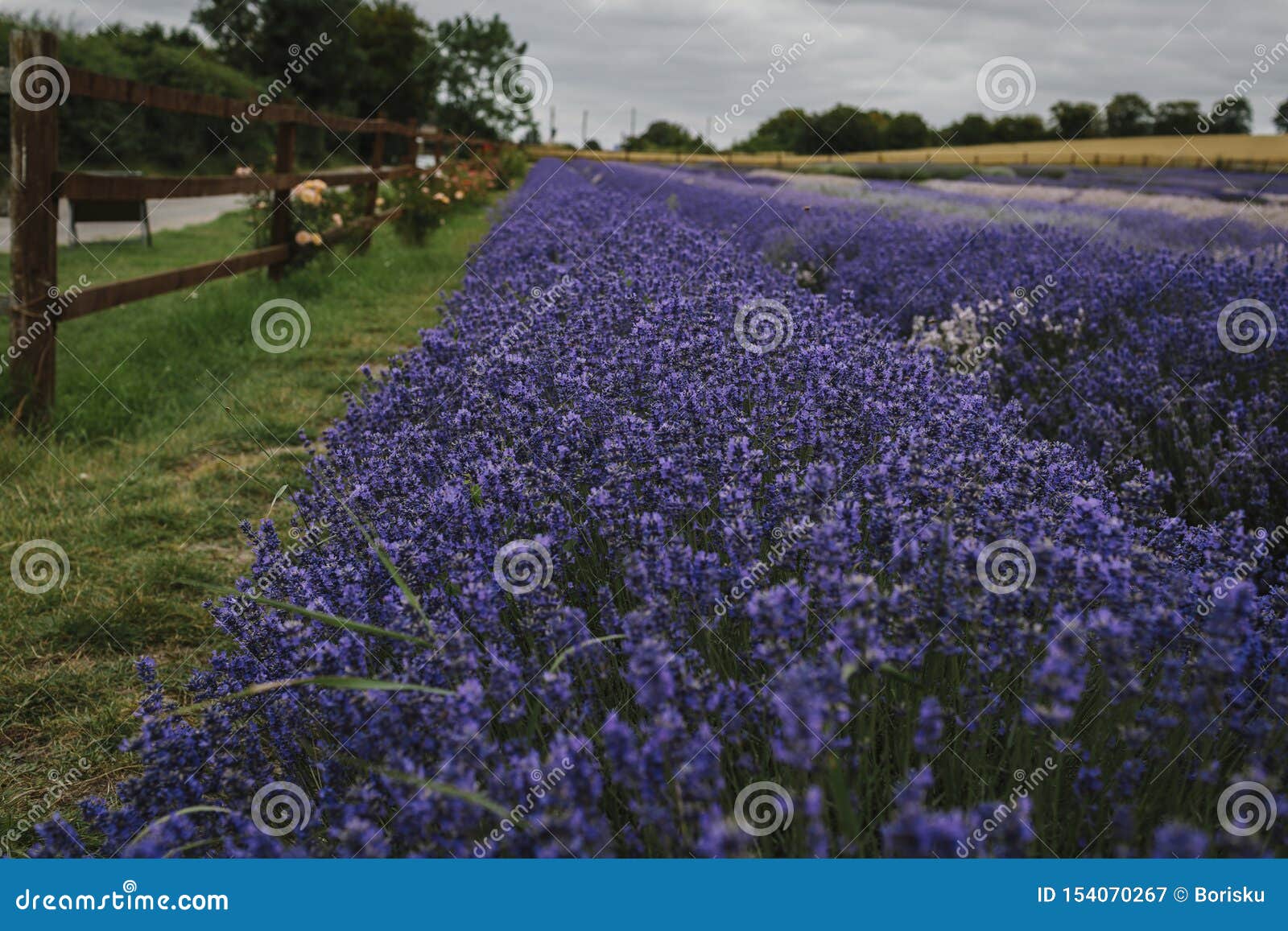 Lavender Flowers Blossom in Summer Fields in Europe Stock Image - Image ...