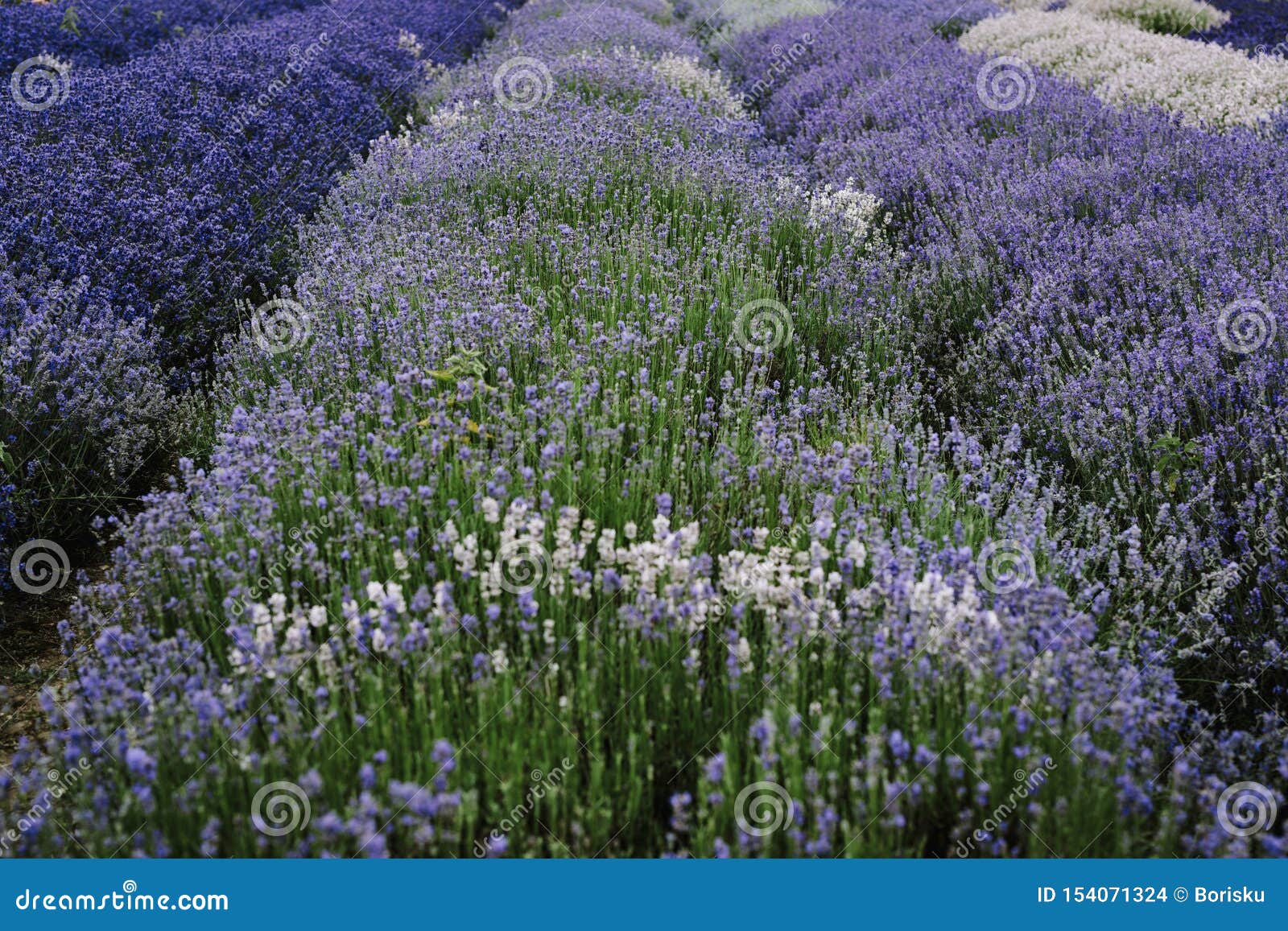 Lavender Flowers Blossom in Summer Fields in Europe Stock Photo - Image ...