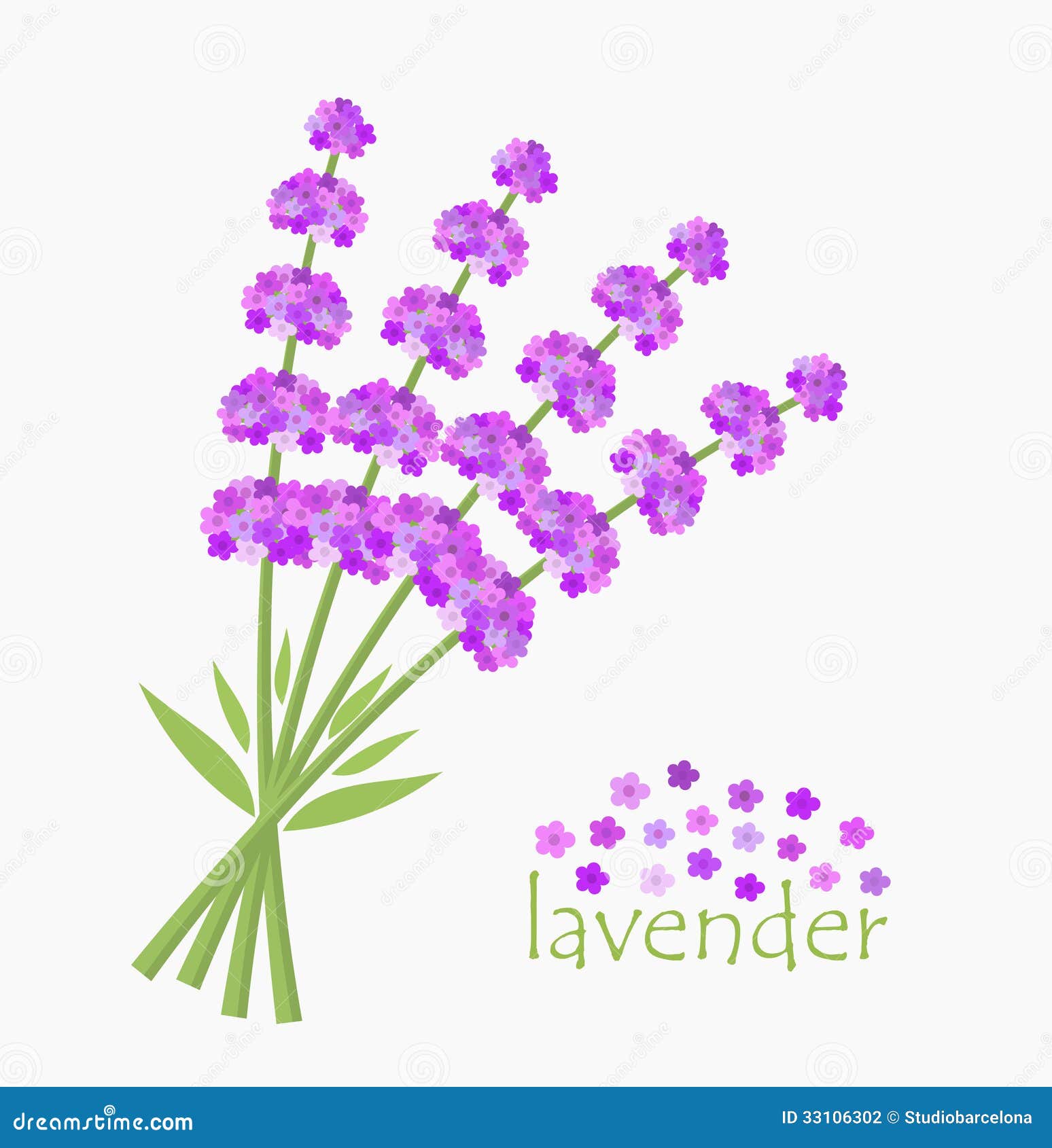 Lavender flowers bouquet stock vector. Illustration of botany - 33106302