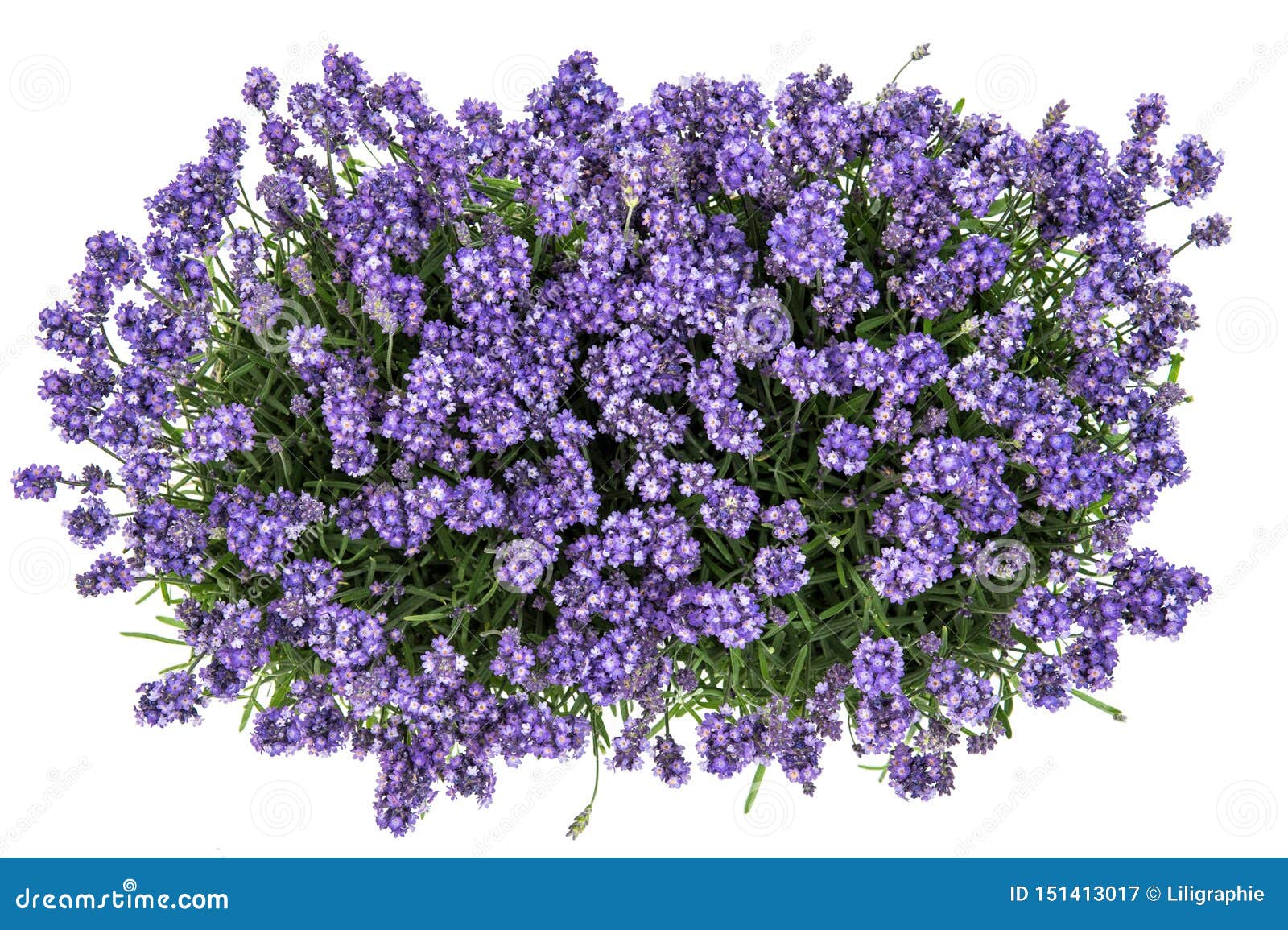 Lavender Flowers Bouquet White Background Top View Stock Image - Image ...