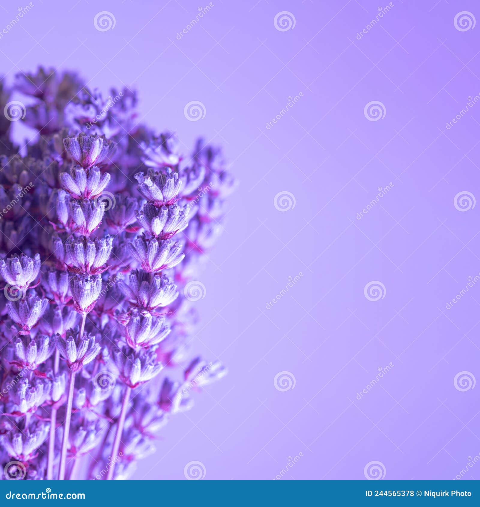 Lavender Flowers in a Bunch on a Violet Pastel Background. Stock Photo ...