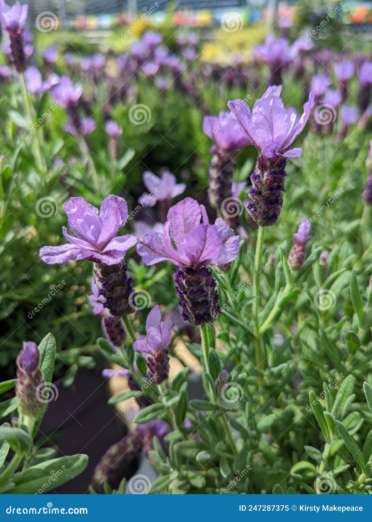 Lavender Flowers Close Up in Bloom Stock Image - Image of nature ...