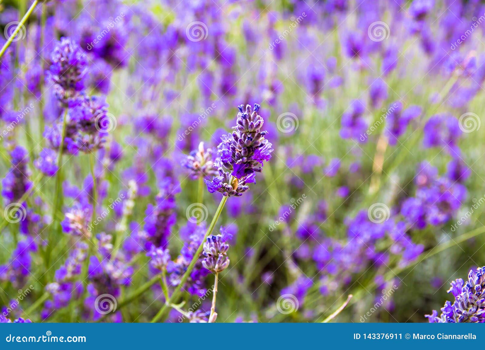 Beautiful lavender flowers stock image. Image of beautiful - 143376911