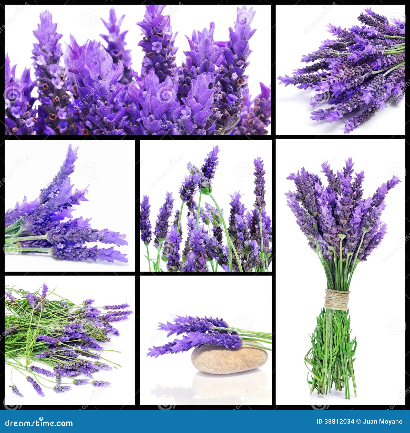 Lavender flowers collage stock photo. Image of aromatherapy - 38812034