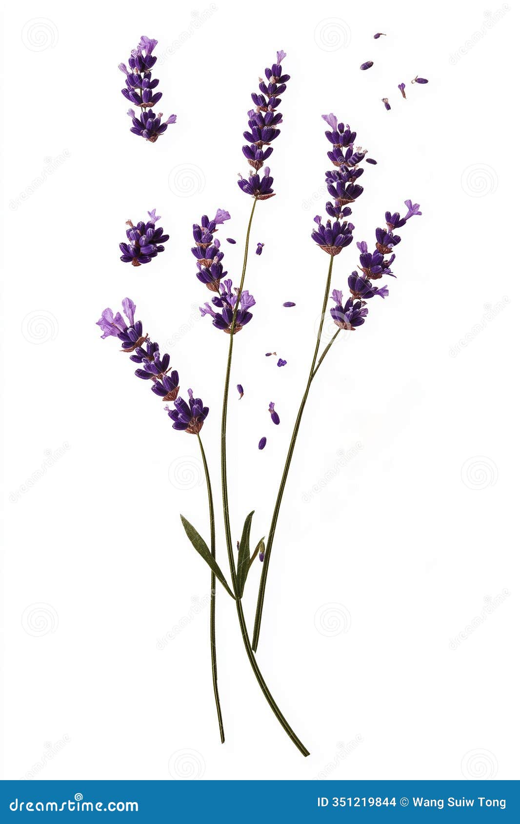 Lavender Flowers Falling Down on White Background Stock Illustration ...
