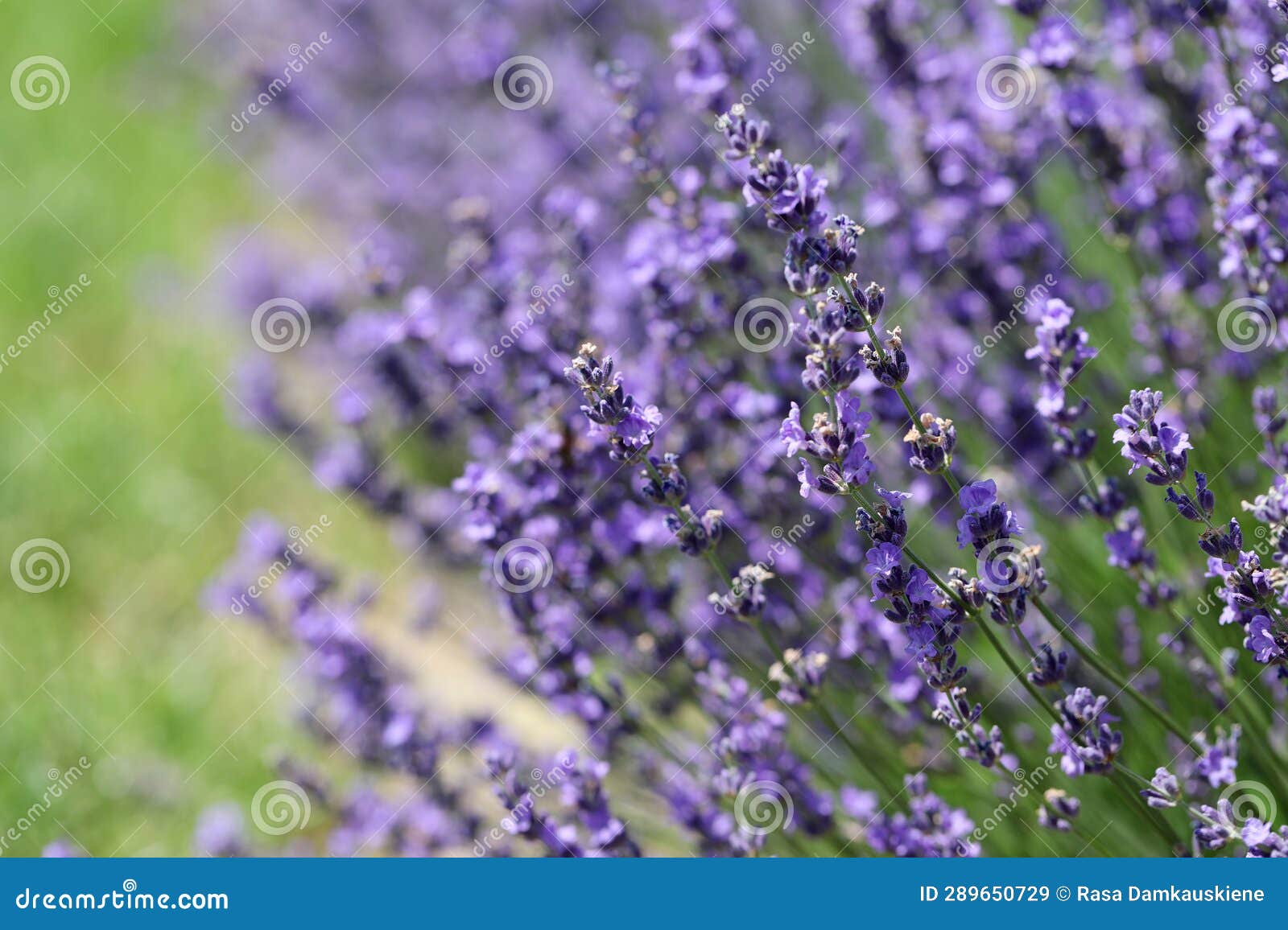 Lavender Flowers in Field. Soft Focus, Close-up Macro Image with ...