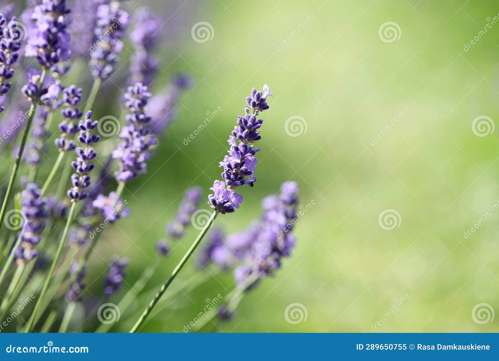 Lavender Flowers in Field. Soft Focus, Close-up Macro Image with ...
