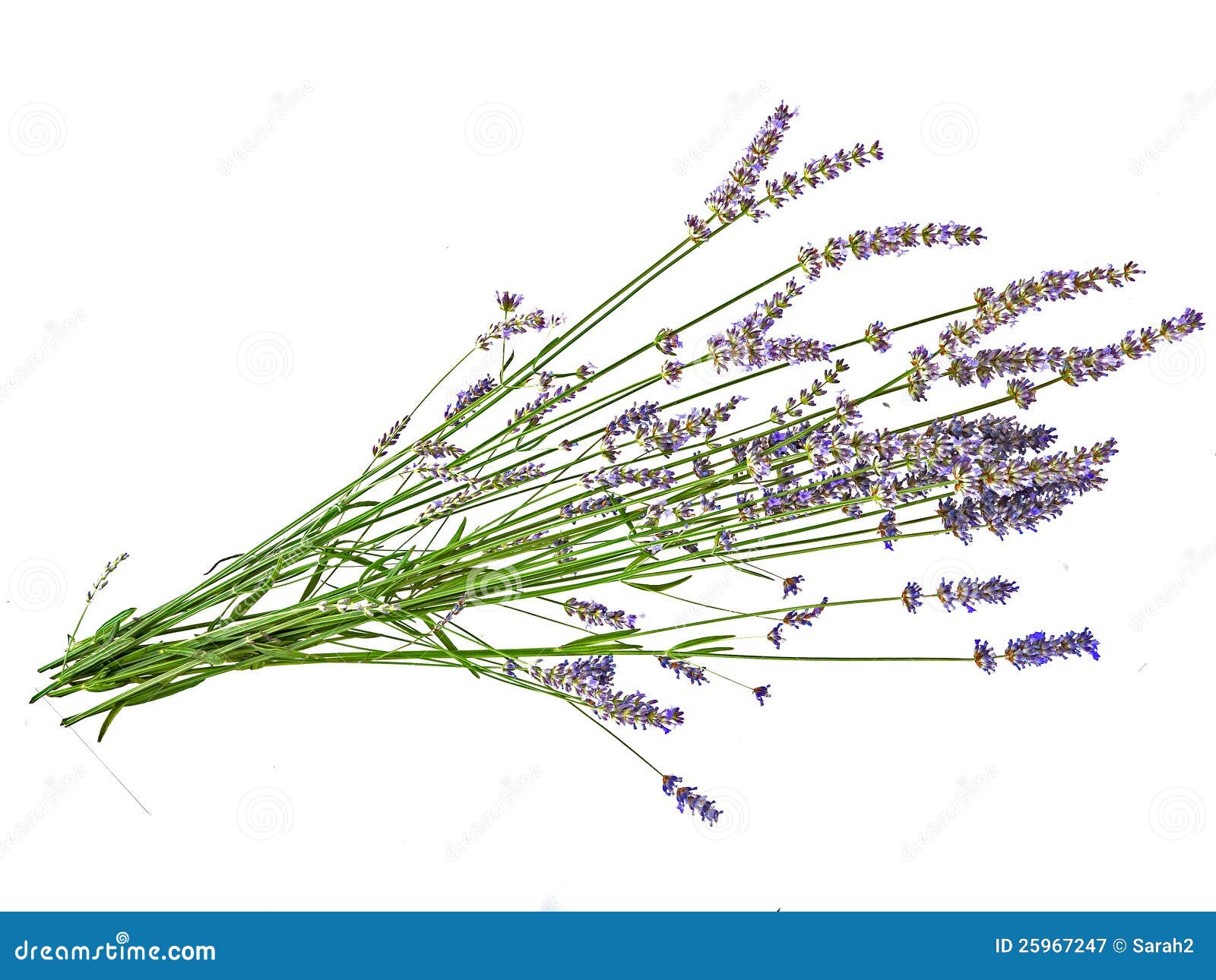 Lavender Flowers Isolated Over White Stock Image - Image of aromatic ...