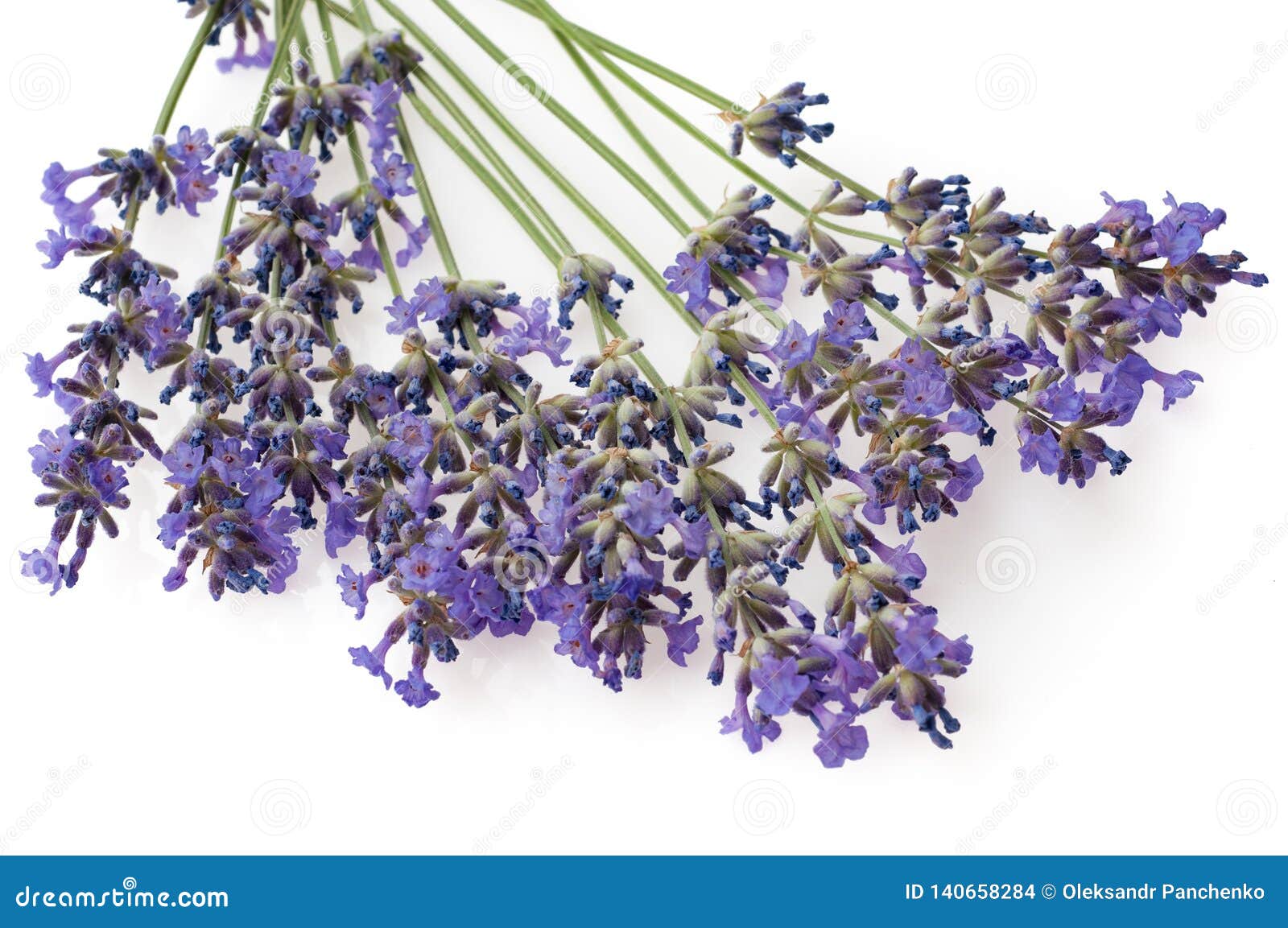 Lavender Flowers Isolated on White Stock Photo - Image of healthy ...