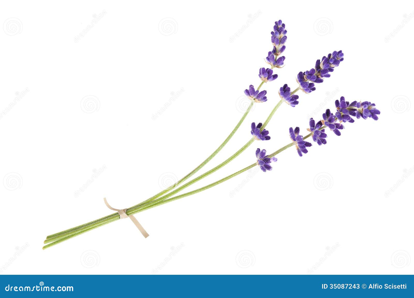 Lavender stock image. Image of blossom, blooms, bunch - 35087243