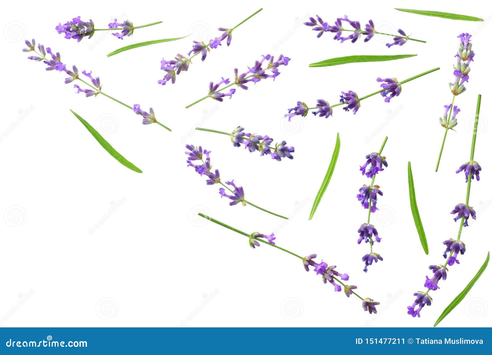 Lavender Flowers Isolated on White Background. Top View Stock Image ...