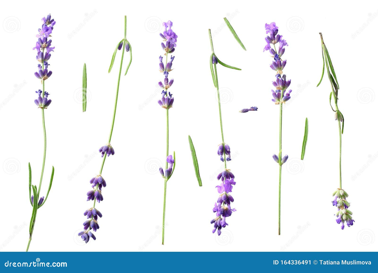 Lavender Flowers Isolated on White Background. Top View Stock ...