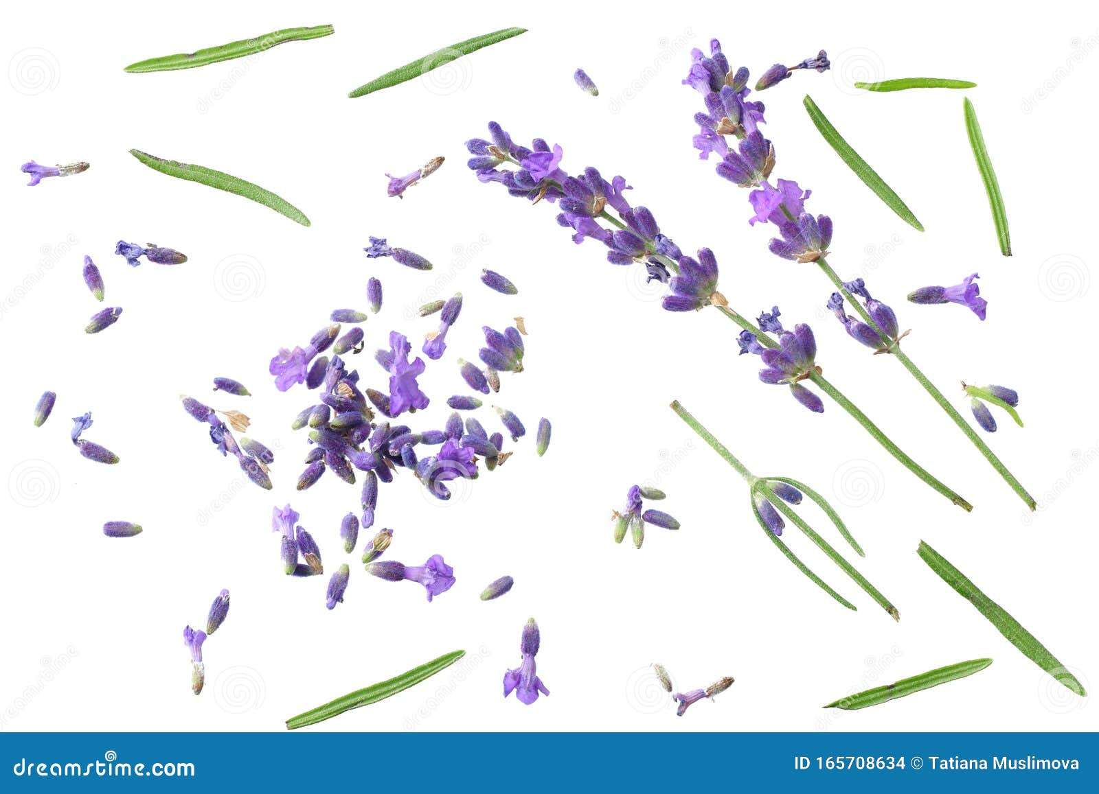 Lavender Flowers Isolated on White Background. Top View Stock Photo ...