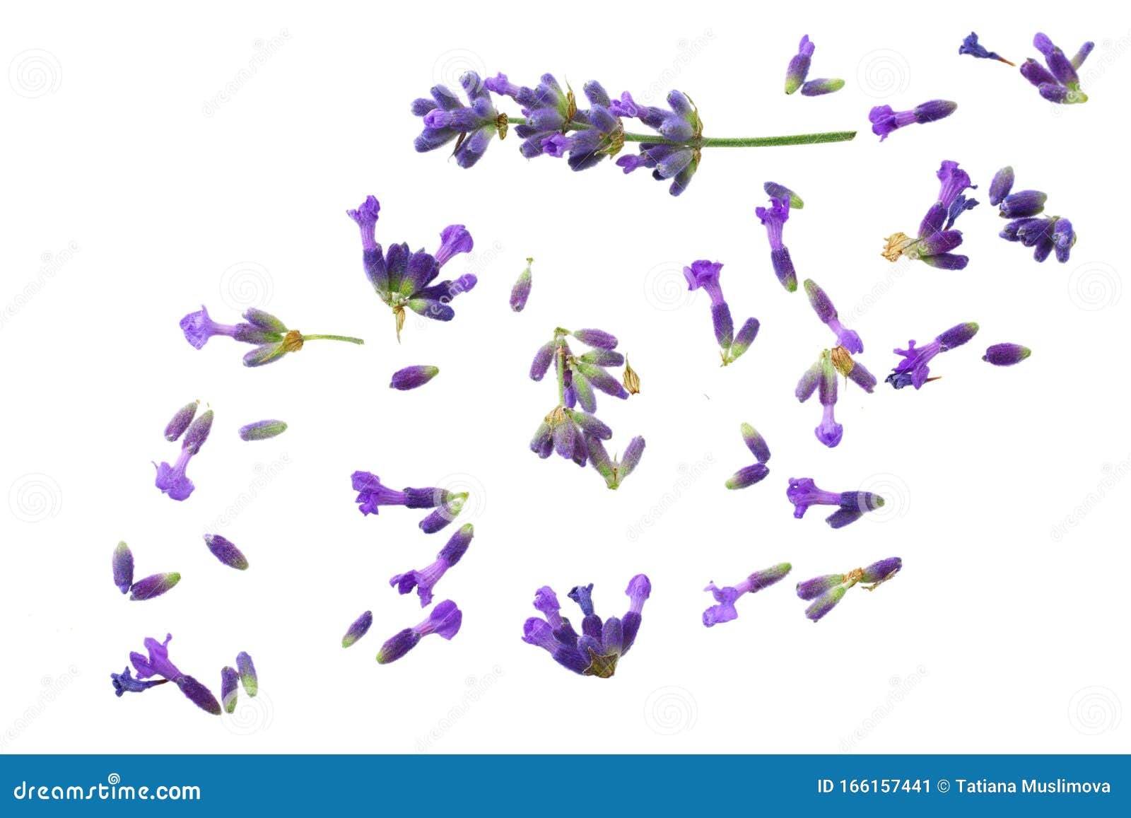 Lavender Flowers Isolated on White Background. Top View Stock ...