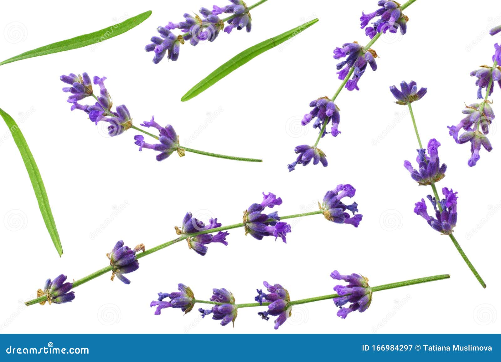 Lavender Flowers Isolated on White Background. Top View Stock Image ...
