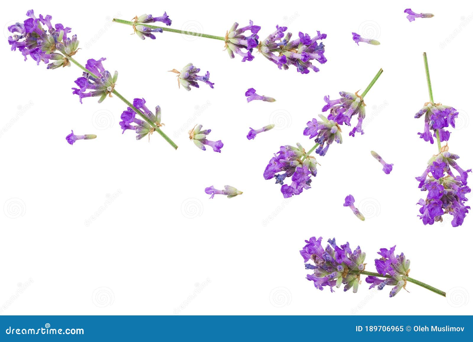 Lavender Flowers Isolated on White Background. Top View Stock Image ...