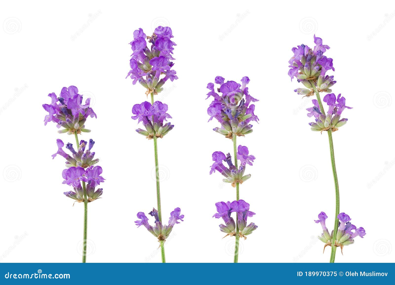 Lavender Flowers Isolated on White Background. Top View Stock Image ...