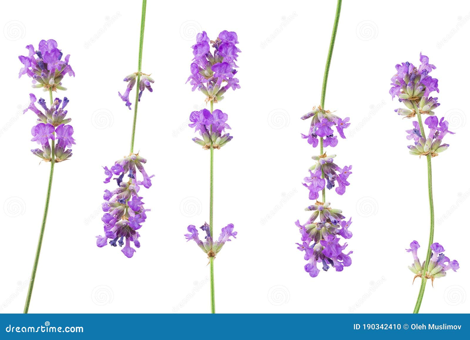 Lavender Flowers Isolated on White Background. Top View Stock Photo ...