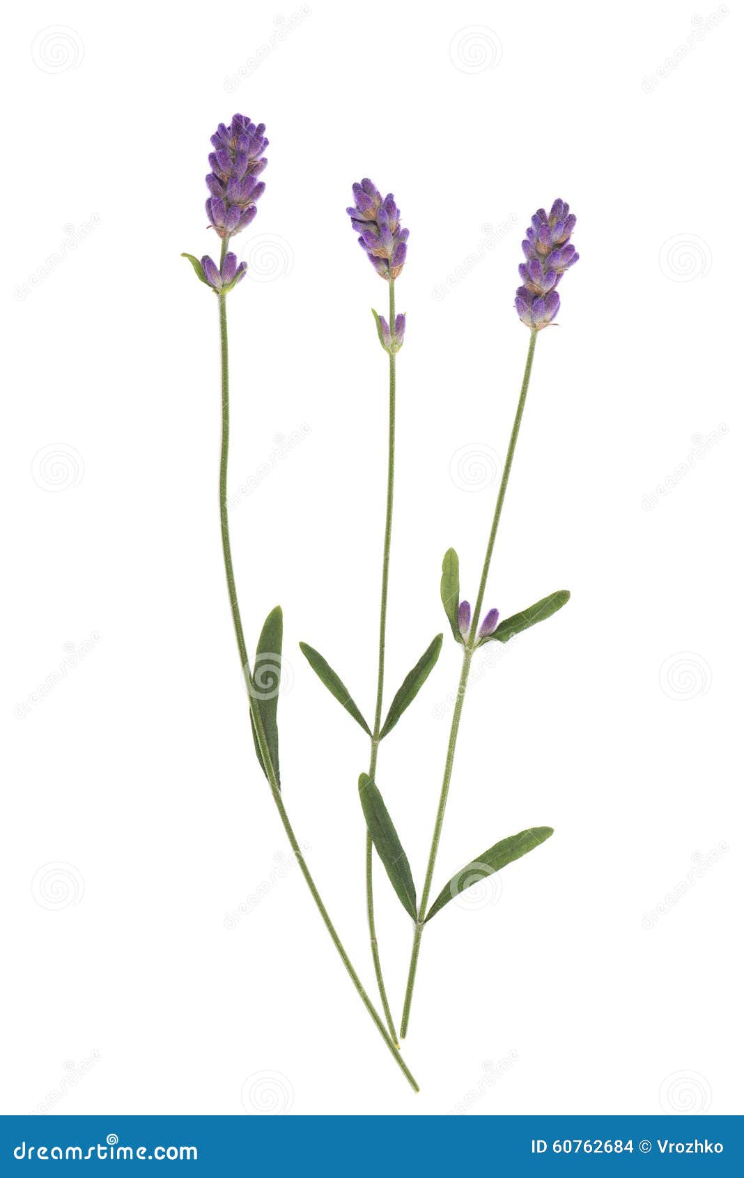 Lavender Flowers Isolated on White Stock Photo - Image of herbs, leaves ...