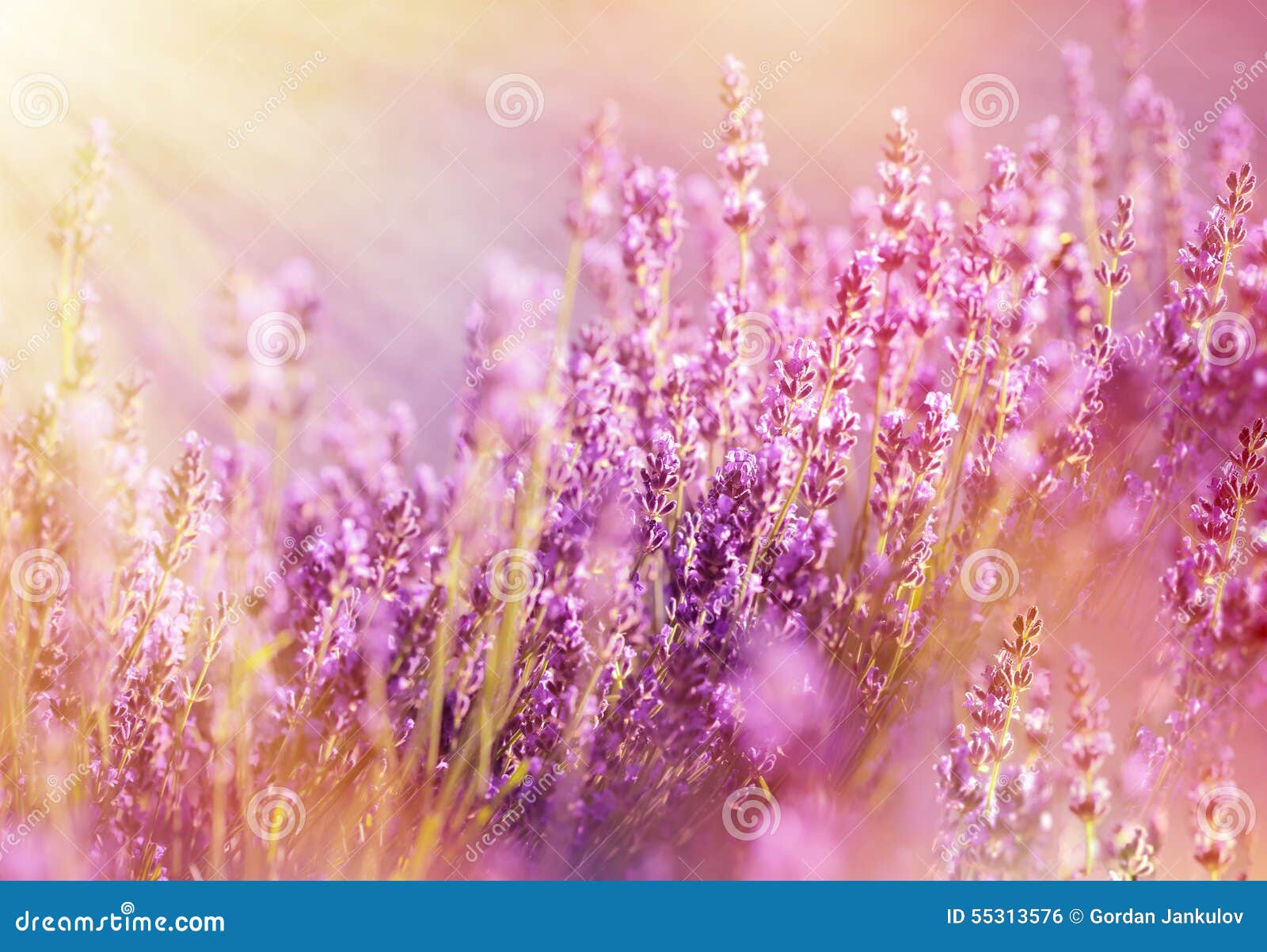 Lavender Flowers Lit by Sun Rays Stock Photo - Image of outdoors ...