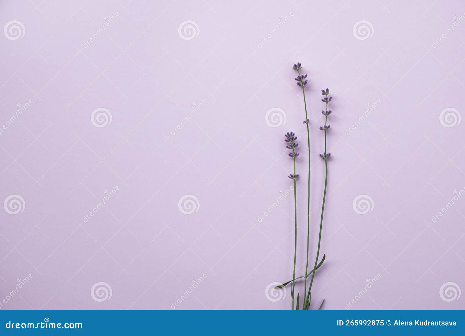 Lavender Flowers on Pastel Purple Background. Flat Lay, Top View Layout ...