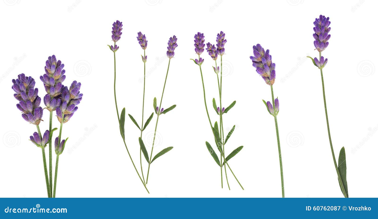 Lavender Flowers Set Isolated on White Stock Image - Image of bouquet ...