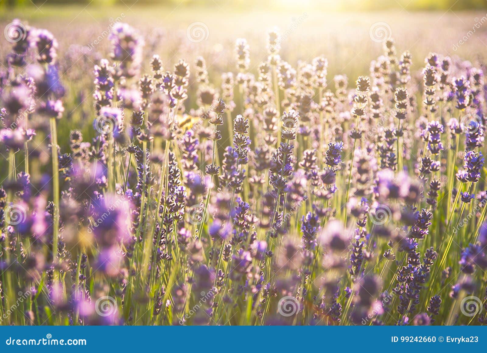 Lavender Flowers in the Sunlight Stock Photo - Image of color ...