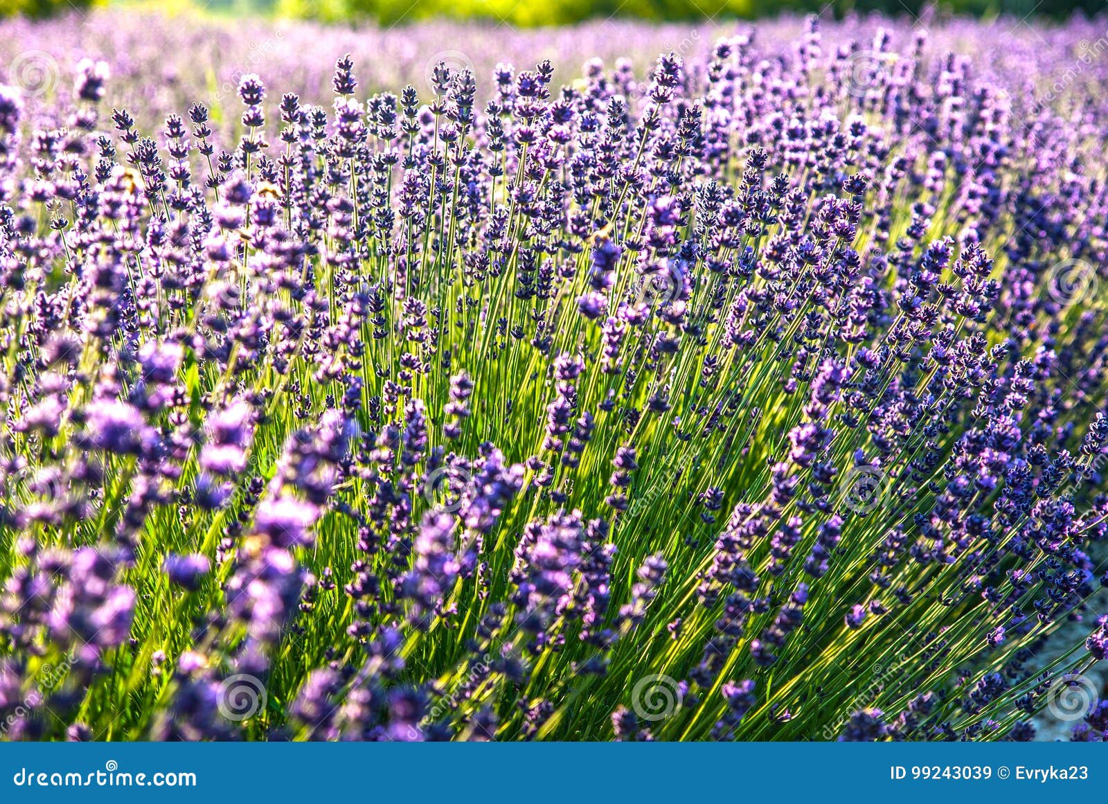 Lavender Flowers in the Sunlight Stock Image - Image of lines, lavander ...