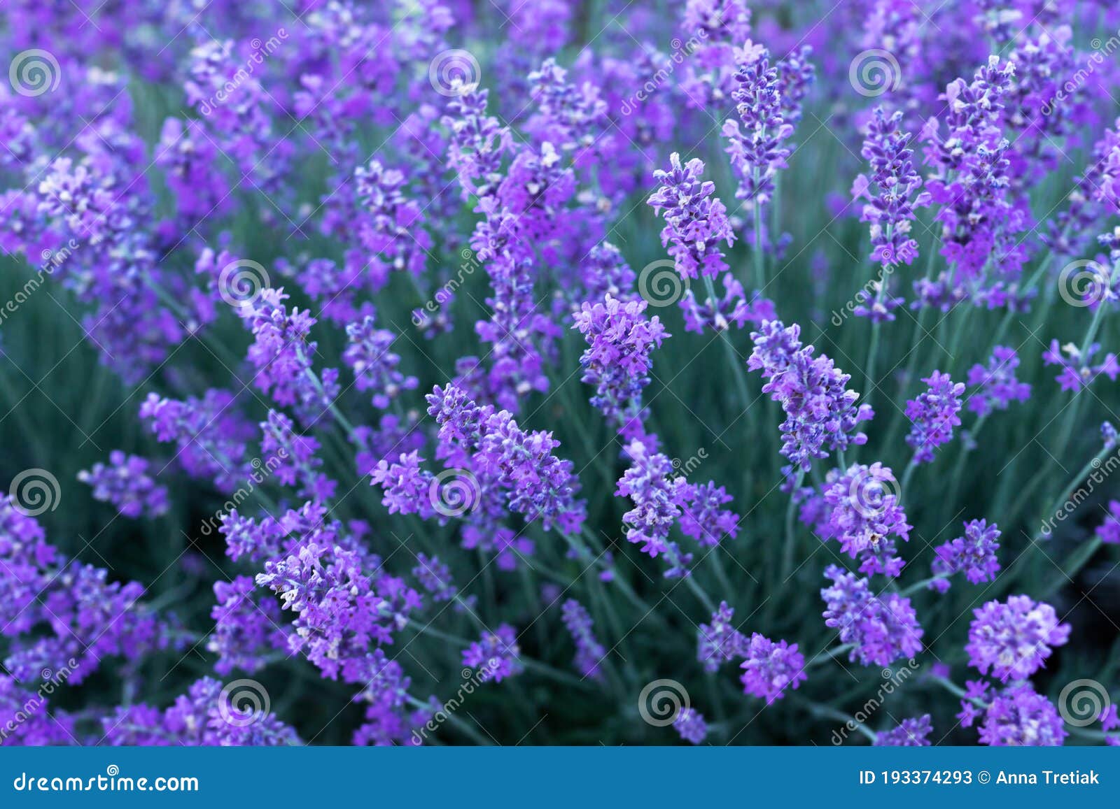 Lavender Flowers Top View. Lavender Flower Background. Natural Pattern ...