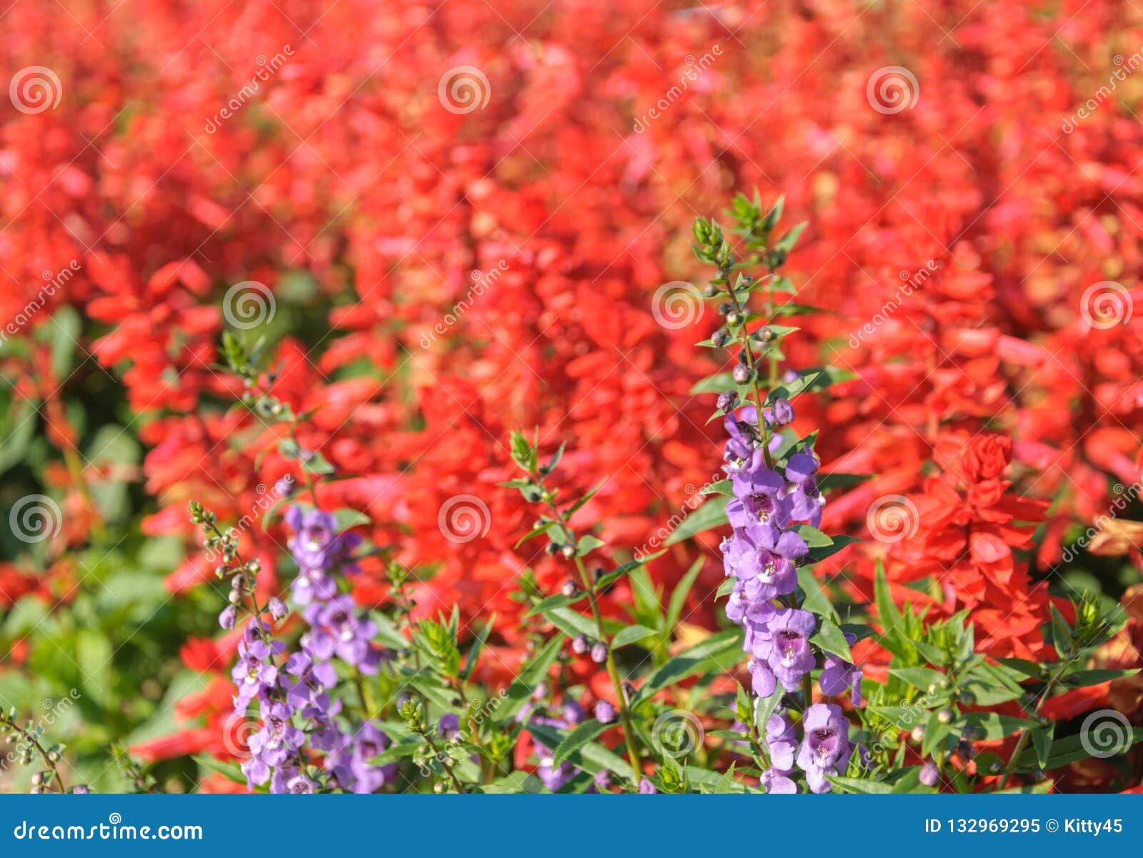 Violet Lavender flowers stock image. Image of gardening - 132969295