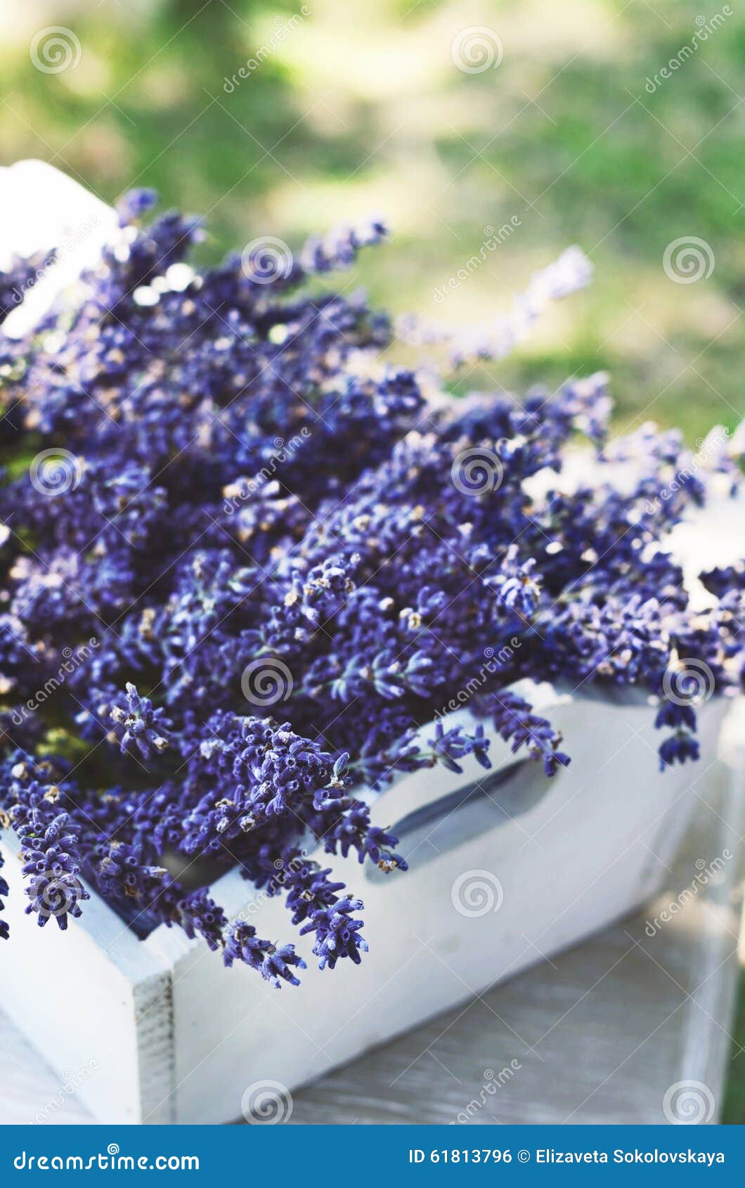 Lavender Flowers in White Tray Stock Photo - Image of fragrance, decor ...