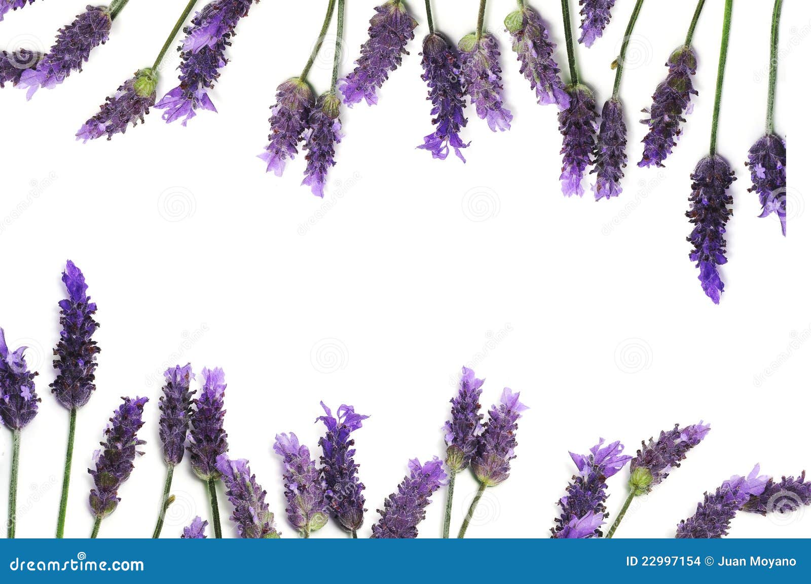 Lavender frame stock photo. Image of horizontal, gardening - 22997154
