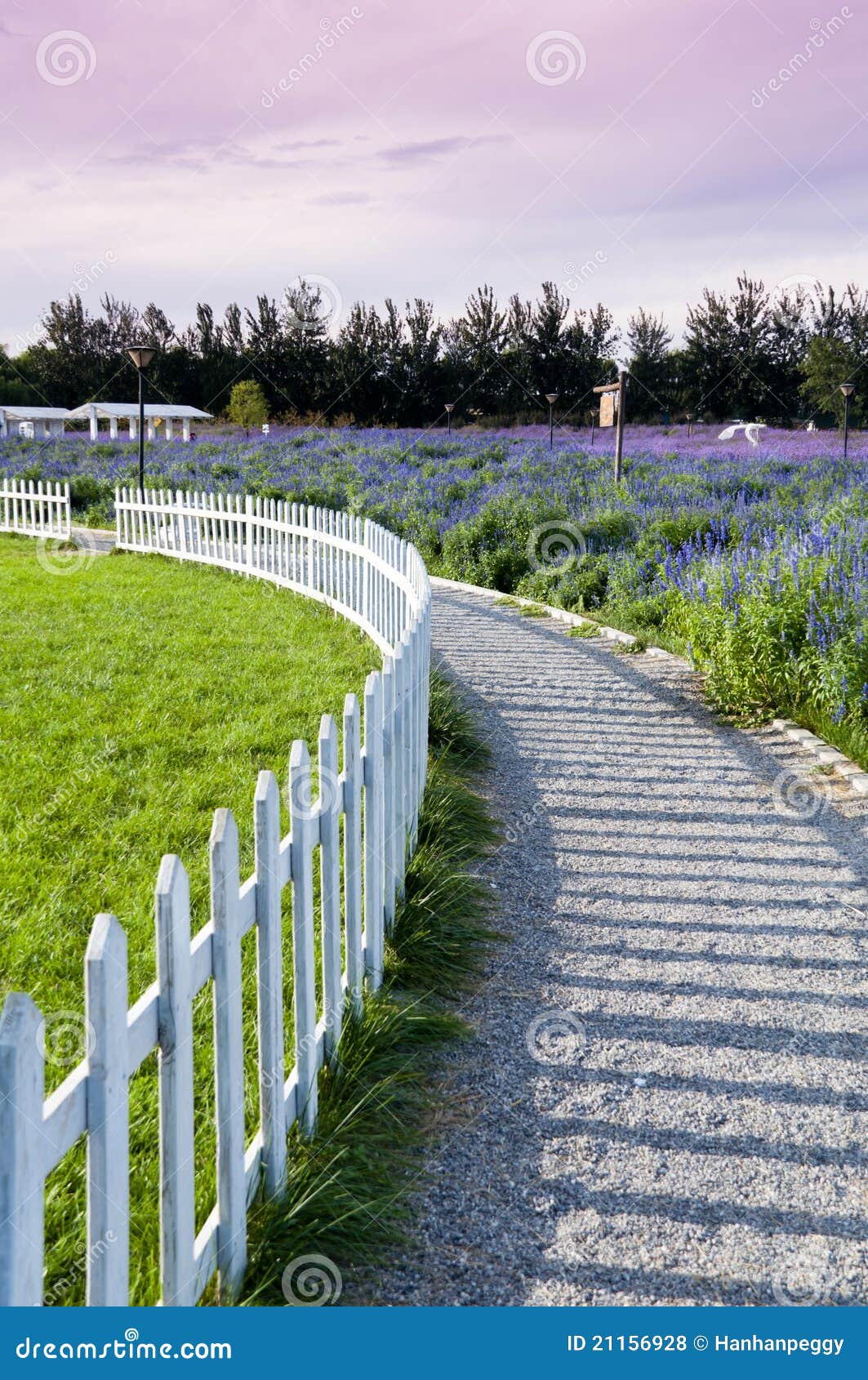 Lavender garden stock photo. Image of flower, footpath - 21156928