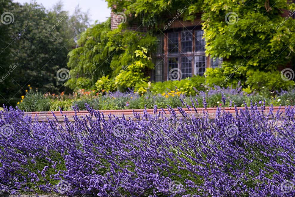 Lavender Garden stock image. Image of apothecary, organic - 29573833