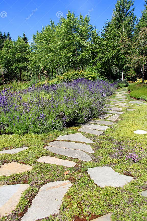Lavender garden path stock photo. Image of garden, walkway - 107258706