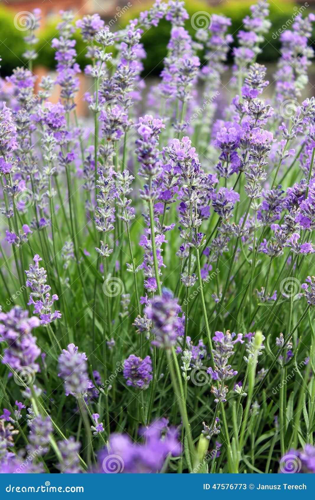 Lavender stock image. Image of botanical, health, distinctive - 47576773