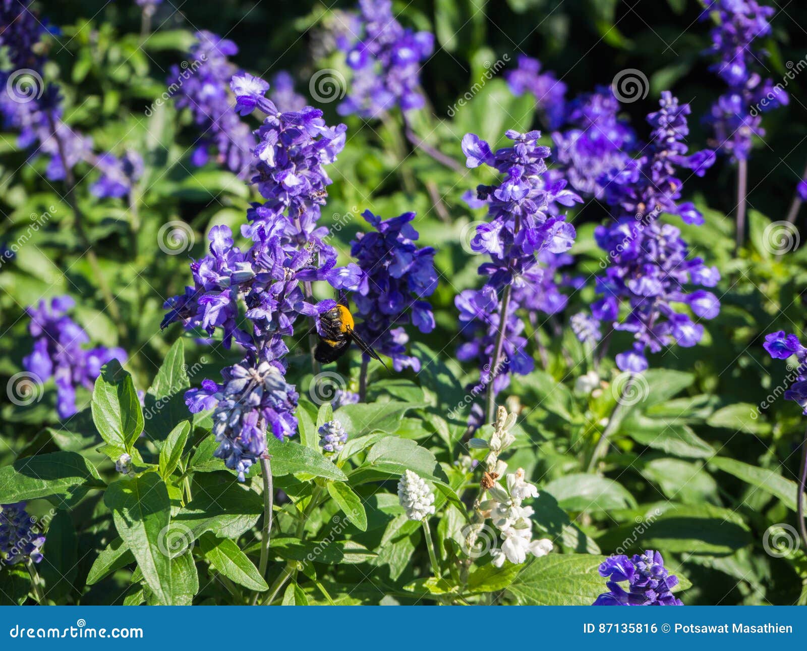 Lavender in Garden and the Wasp Collect Nectar of Flower Stock Photo ...