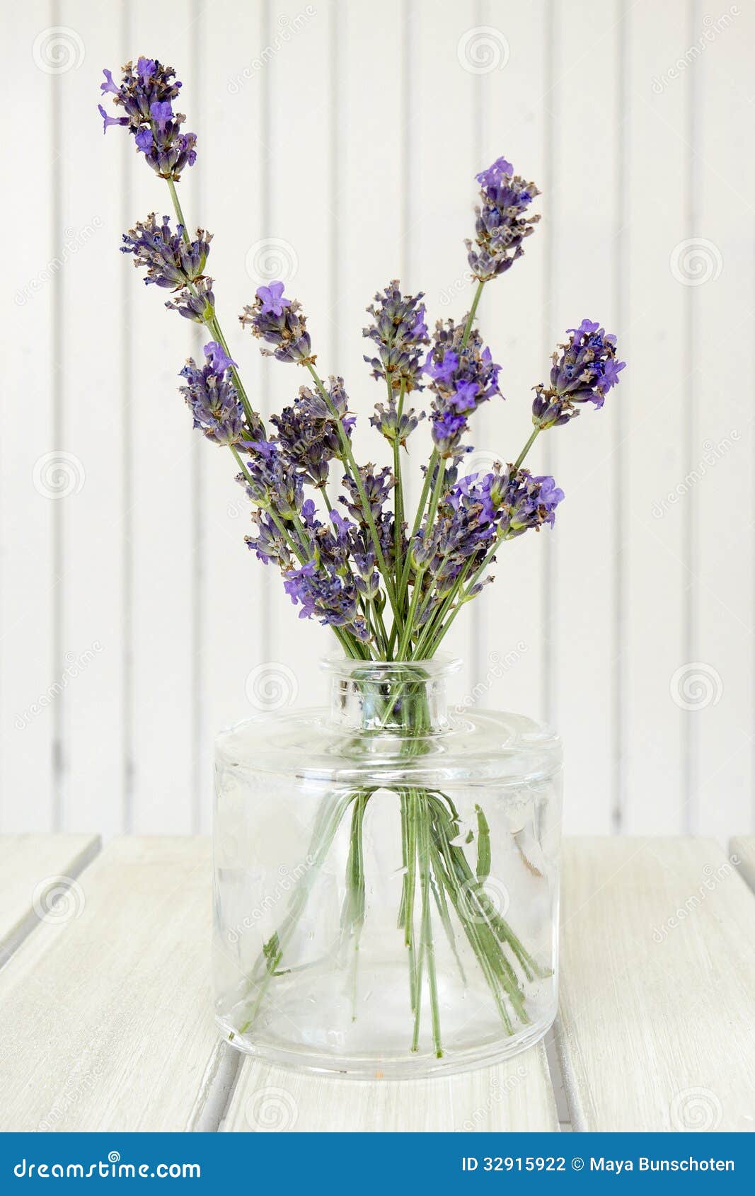 Lavender stock photo. Image of agriculture, aromatherapy - 32915922
