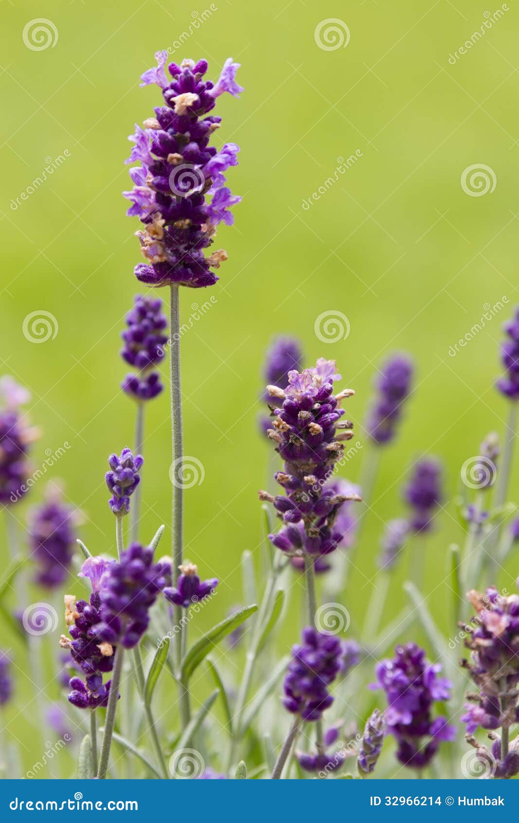 Lavender stock photo. Image of green, group, lavender - 32966214