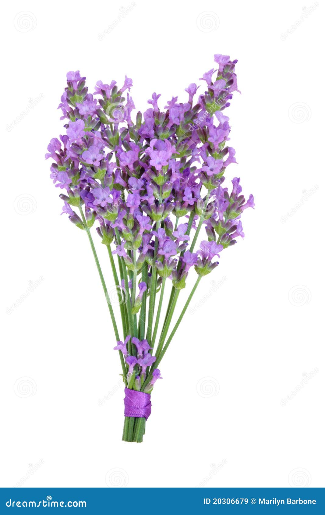 Herb Flower, Java Tea, Kidney Tea Plant, Cat`s Whiskers Tree ...