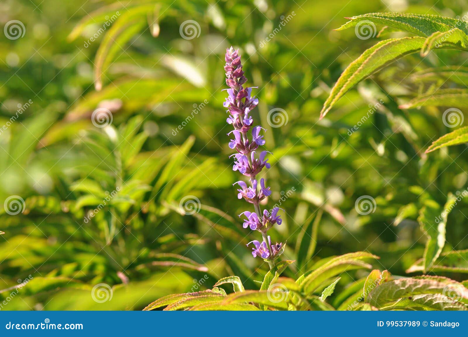 Wild lavender stock image. Image of botany, floral, botanical - 99537989