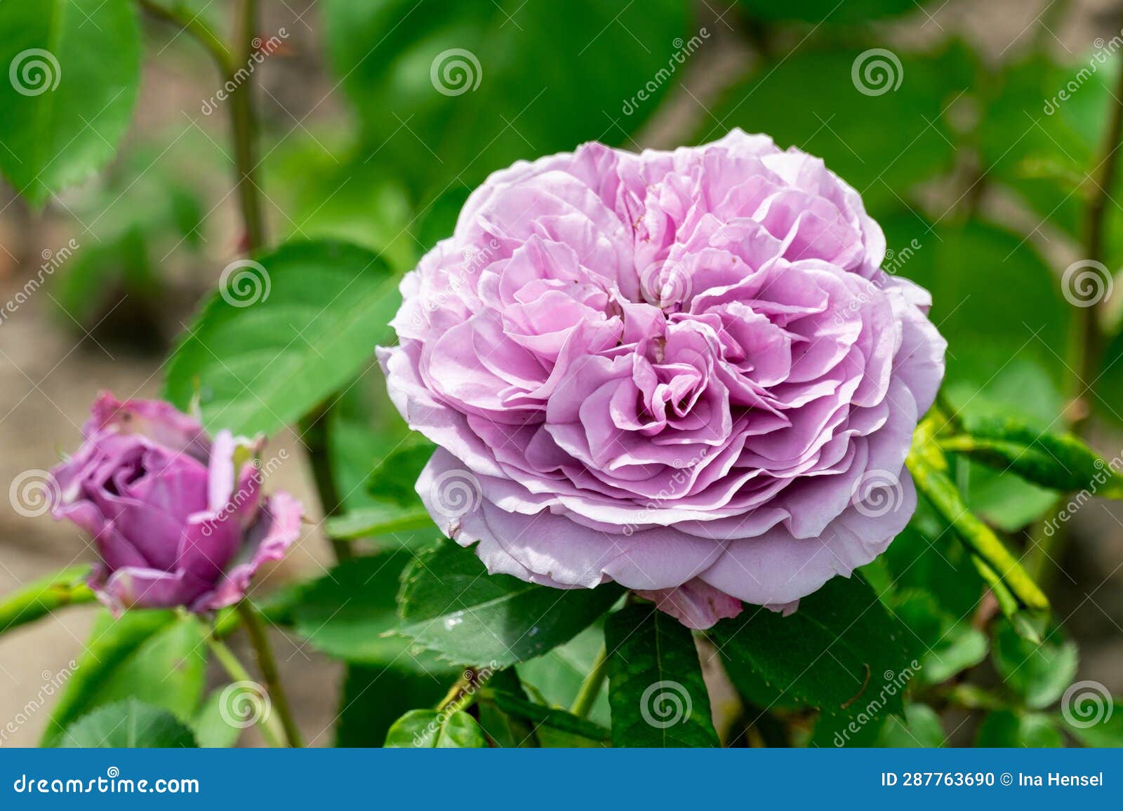 Lavender ice rose stock photo. Image of flower, rosa - 287763690