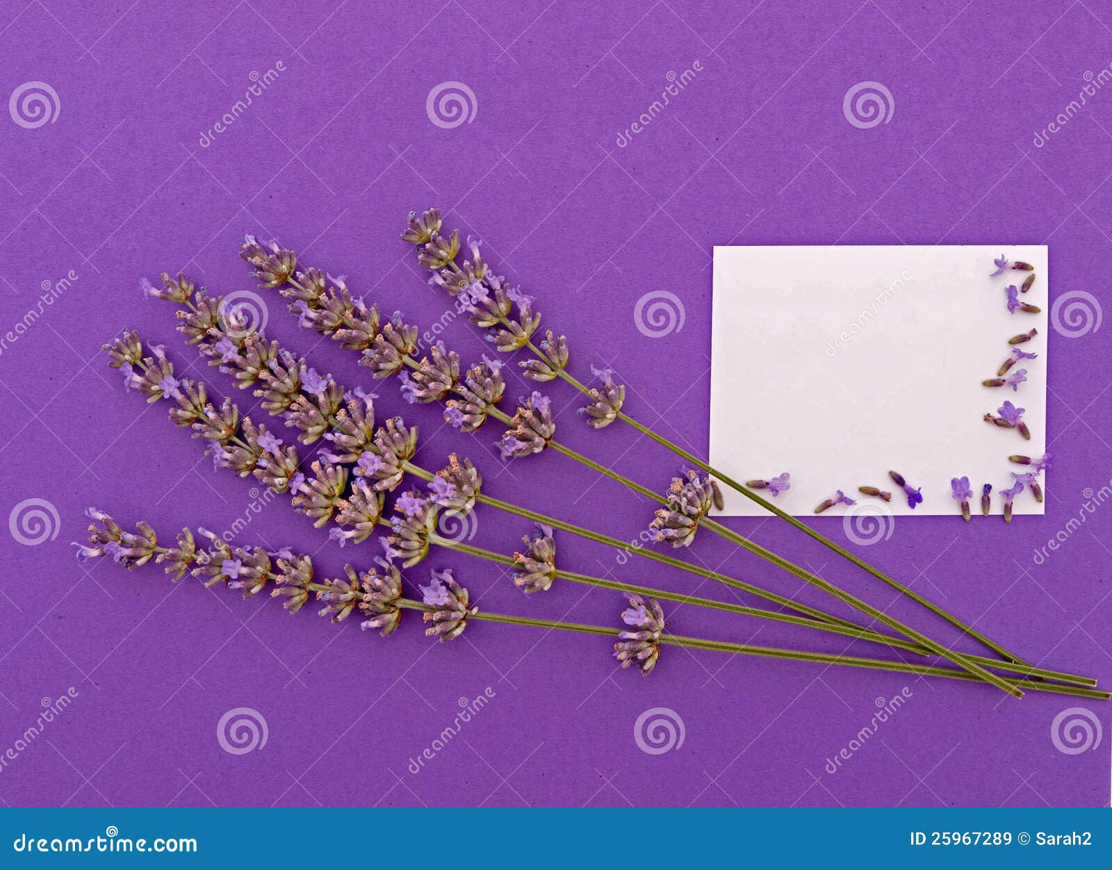 Lavender Invitation Background with Copy Space Stock Image - Image of ...