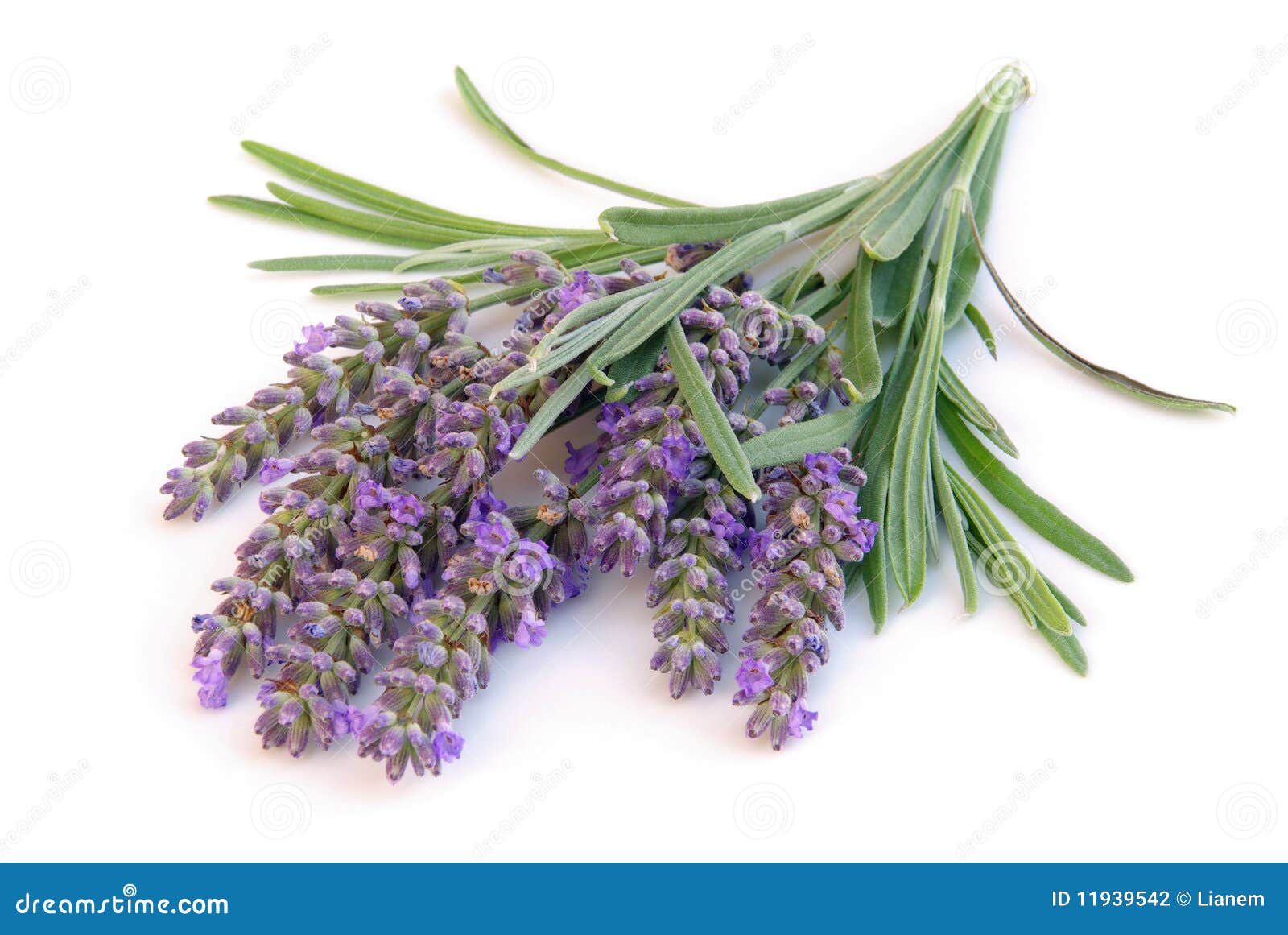 Lavender isolated stock photo. Image of lilac, plant - 11939542