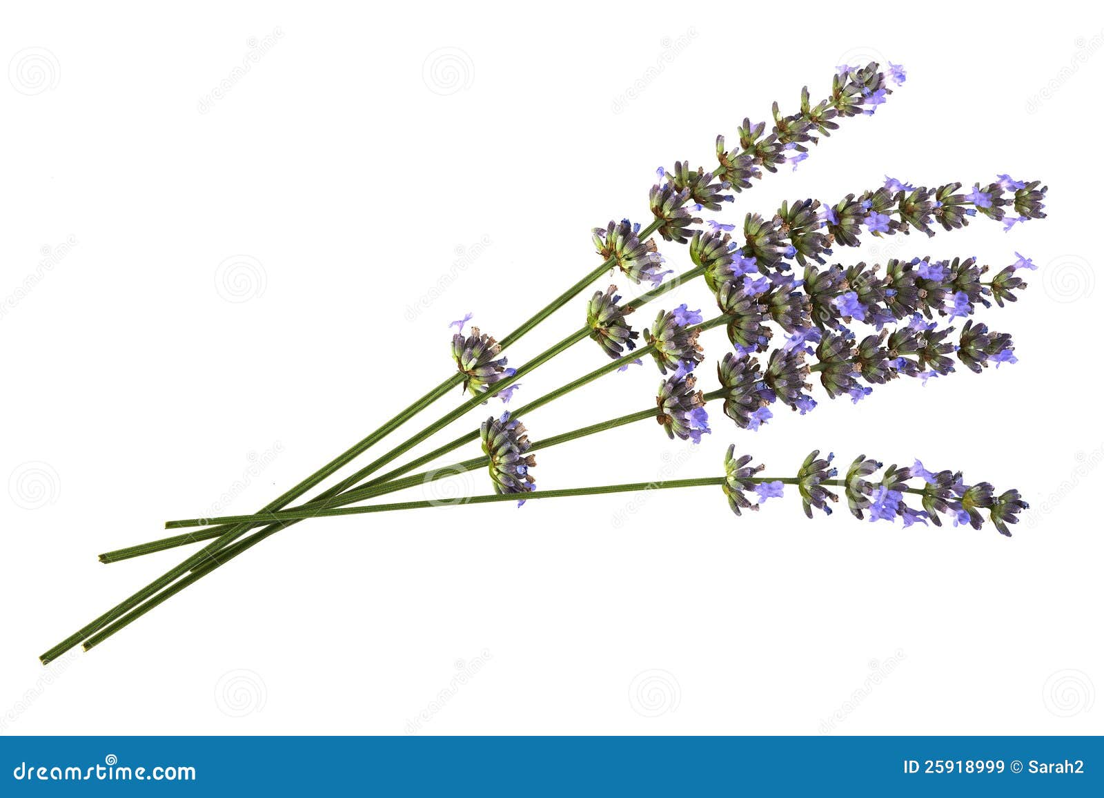Lavender Isolated Over White Stock Image - Image of beautiful, fragrant ...